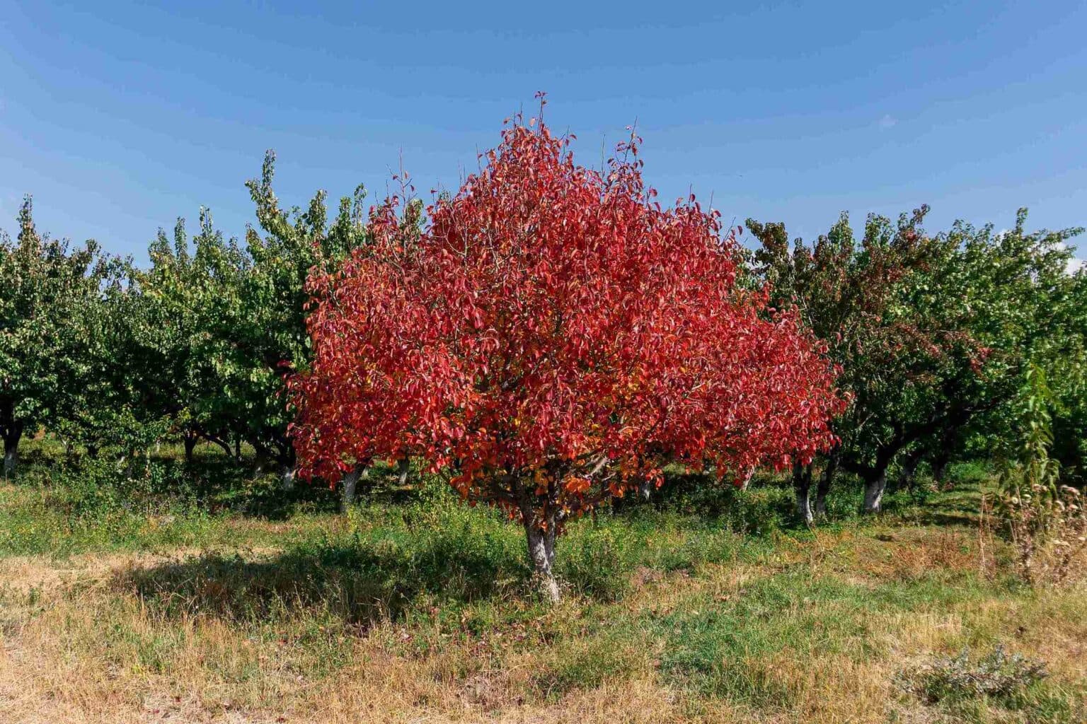 Maple Tree Bark Splitting? (Here’s Why)