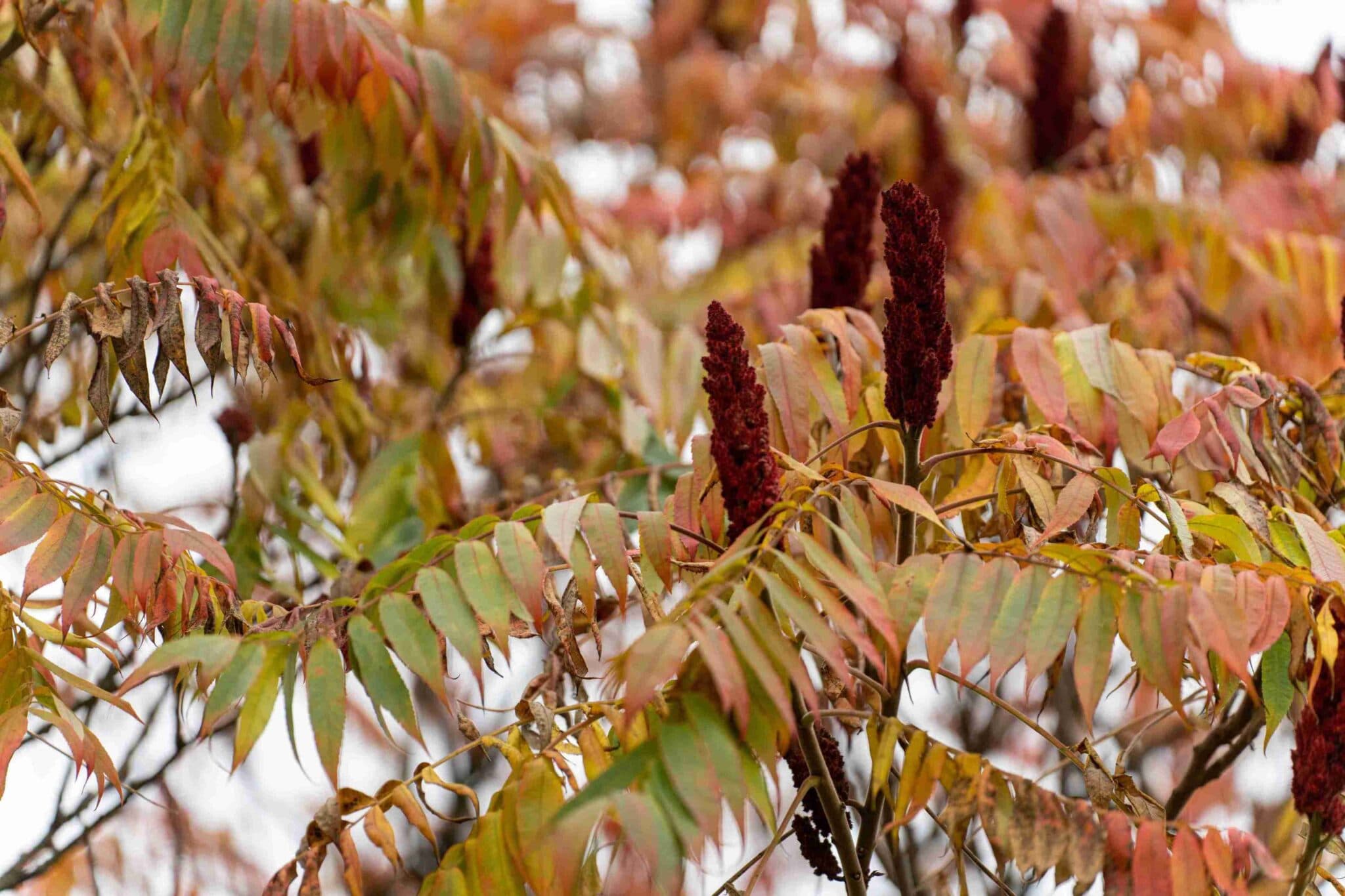 How Do I Get Rid Of Sumac Trees? (Guide)